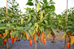 Hungarian Wax Pepper: Not The Same As A Banana Pepper