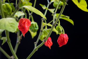 Apollo Pepper: The New Super-Secretive, Super-Hot Pepper