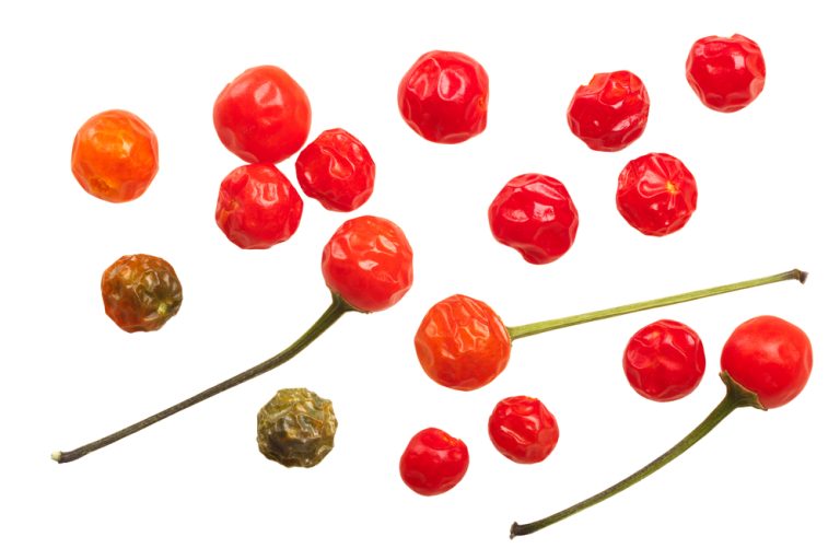 Chiltepin Peppers: Tiny Mexican Chili Peppers - Pepperdodo