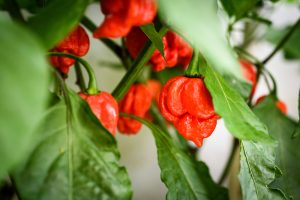 Scorpion Pepper: Guide To One Of The World's Hottest Peppers