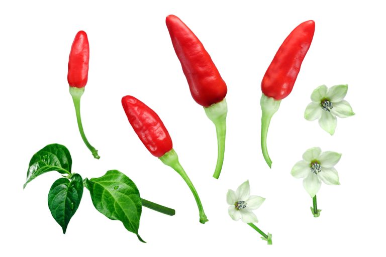 Tabasco Pepper: The Popular 'Hot Sauce' Pepper - Pepperdodo