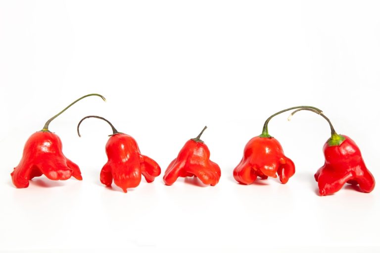 Mad Hatter Pepper: The Mild Snacking Pepper With A Fun Shape
