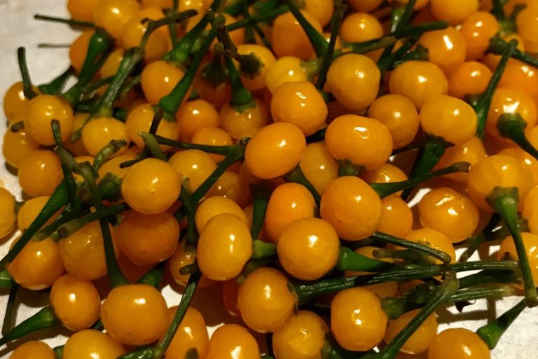 Aji Charapita: Tiny, Expensive Peruvian Hot Peppers