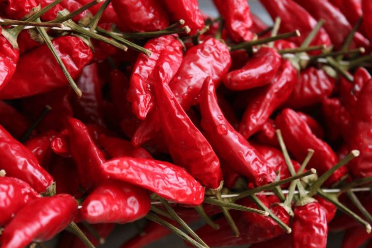 Calabrian Chili Peppers: Small, Spicy Italian Peppers