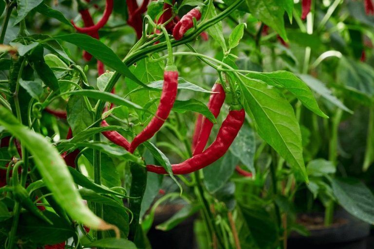 Cowhorn Pepper: Large Medium Heat Peppers - Pepperdodo