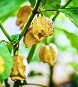 Apollo Pepper: The New Super-Secretive, Super-Hot Pepper