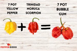 7 Pot Bubblegum Pepper: A Super-Hot With A "Bleeding" Stalk