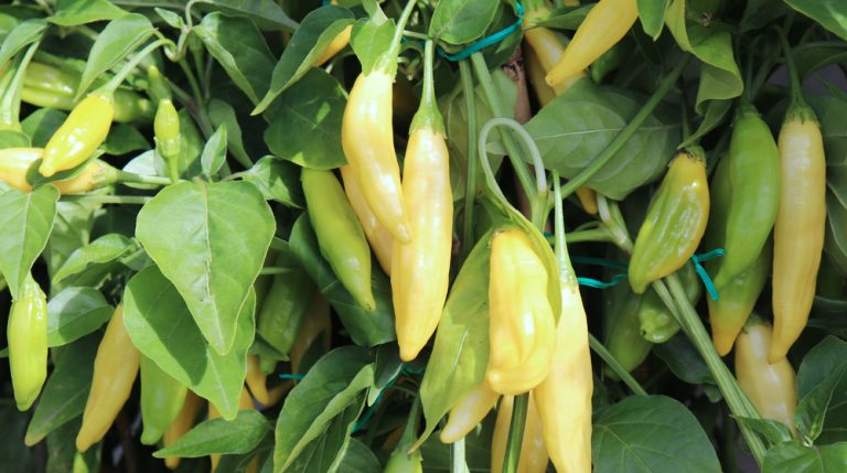 Lemon Drop Pepper: Spicy & Citrusy Peruvian Aji Limon