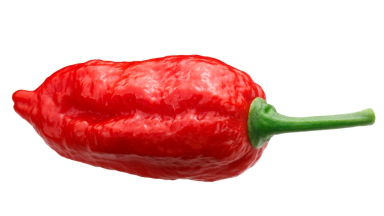 Naga Morich Pepper: Rare Ghost Pepper Rival And Relative