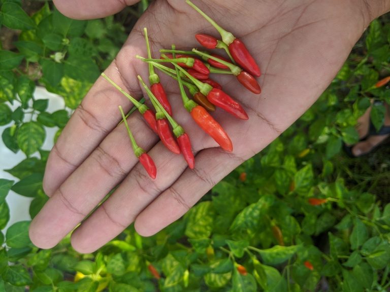 Siling Labuyo: Not The Same As Bird's Eye Thai Chilis