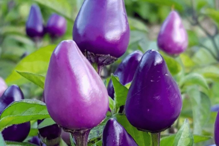 Aurora Pepper: Medium-Hot Heirloom Ornamental Peppers