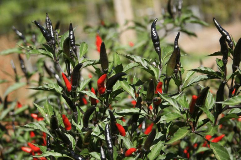 Black Cobra Pepper: Ornamental Goat's Weed Pepper