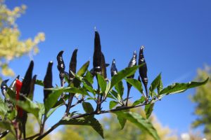 Black Cobra Pepper: Ornamental Goat's Weed Pepper