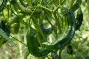 Chilaca Peppers: Family-friendly Mexican Chiles