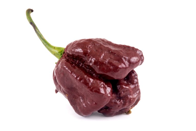 Chocolate Trinidad Scorpion Pepper
