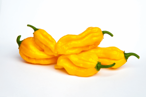 Devil's Tongue Pepper: The Mean-looking, Wickedly Hot Pepper