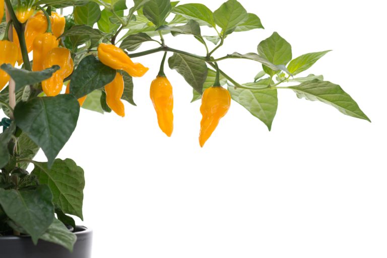 Devil's Tongue Pepper: The Mean-looking, Wickedly Hot Pepper