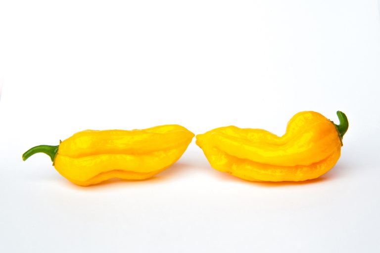 Fatalii Pepper: African Peppers With Citrusy Fire