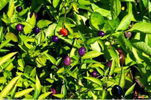 Filius Blue Pepper: Tiny Indigo Ornamental Peppers