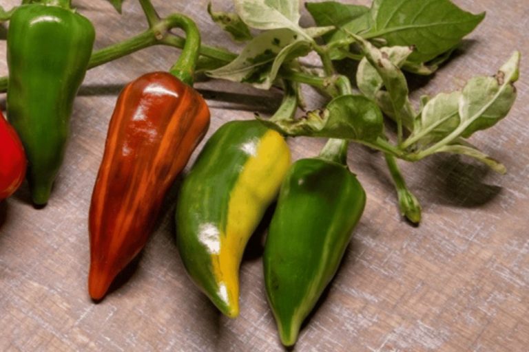 Fish Pepper: Heirloom Pepper Sustained By African-Americans