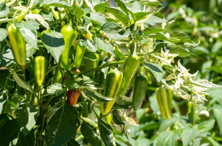 Fish Pepper: Heirloom Pepper Sustained By African-Americans