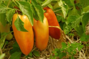 Gypsy Pepper: Zero-Heat Hybrid Sweet Bell Peppers