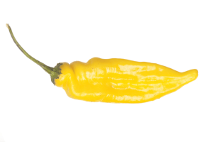 Lemon Drop Pepper: Spicy & Citrusy Peruvian Aji Limon