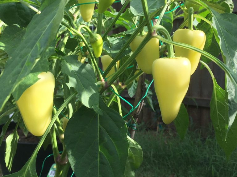 Mariachi Pepper: Early Ripening Santa Fe Grande Hybrid