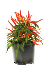 Medusa Pepper: "Hair Of Snakes" Ornamental Pepper