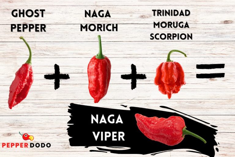 Naga Viper: A Rare, Hybrid Superhot Chili Pepper