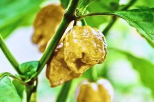 Pepper X: Potentially The World's Hottest Pepper