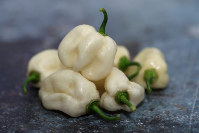 Peruvian White Habanero: Spicy, Rare Creamy-White Hot Pepper