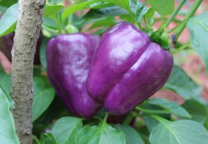 Purple Beauty Pepper: Deep Purple Sweet Bell Peppers