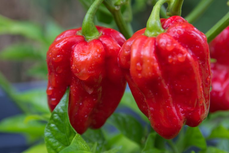 Red Savina Habanero: The Hottest Habanero Pepper