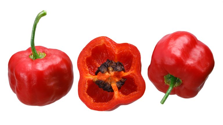 Rocoto Pepper: One Of The Oldest Domesticated Peppers