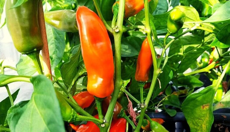 Tangerine Dream Pepper: Sweet Edible Landscaping Chili