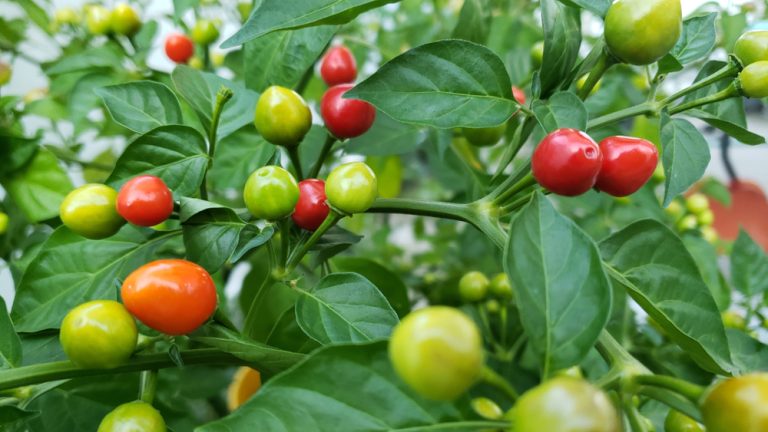 Wiri Wiri Pepper: Tiny, Spicy Cherry Tomato-Like Chiles