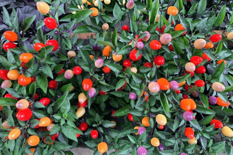 Bolivian Rainbow Pepper: "Christmas Lights" Peppers