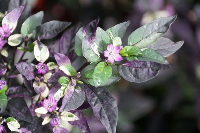 Calico Pepper: Ornamental Chili & Pretty Variegated Foliage