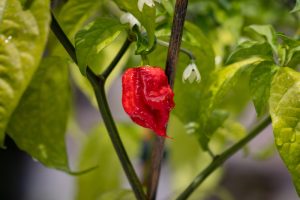 Carolina Reaper: Officially The Hottest Pepper In The World
