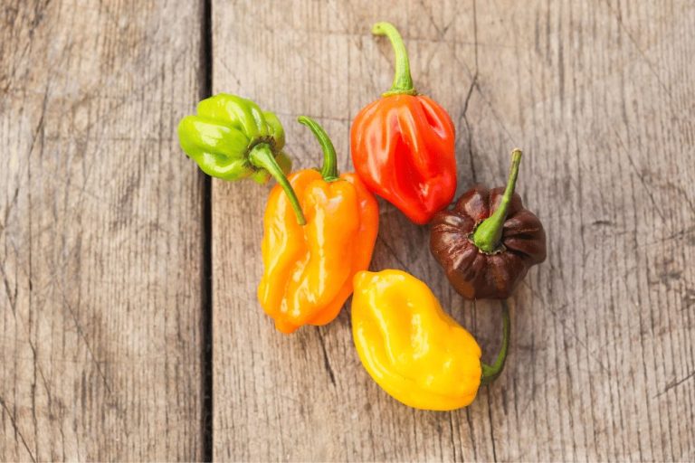 Habanero Pepper: Spicy, Flavorful & Versatile Hot Chili Pepper